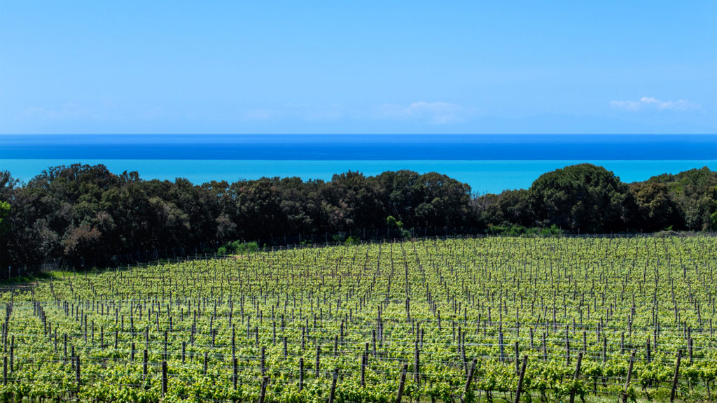 Tenuta Le Colonne - Tenuta Meraviglia | Bolgheri DOC